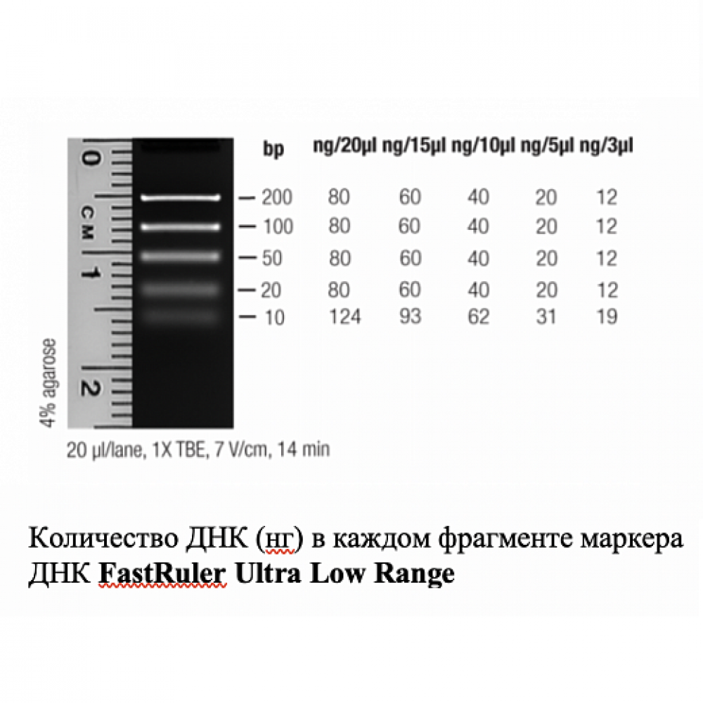 Маркер длин ДНК FastRuler Ultra Low Range, ультракороткие фрагменты ...