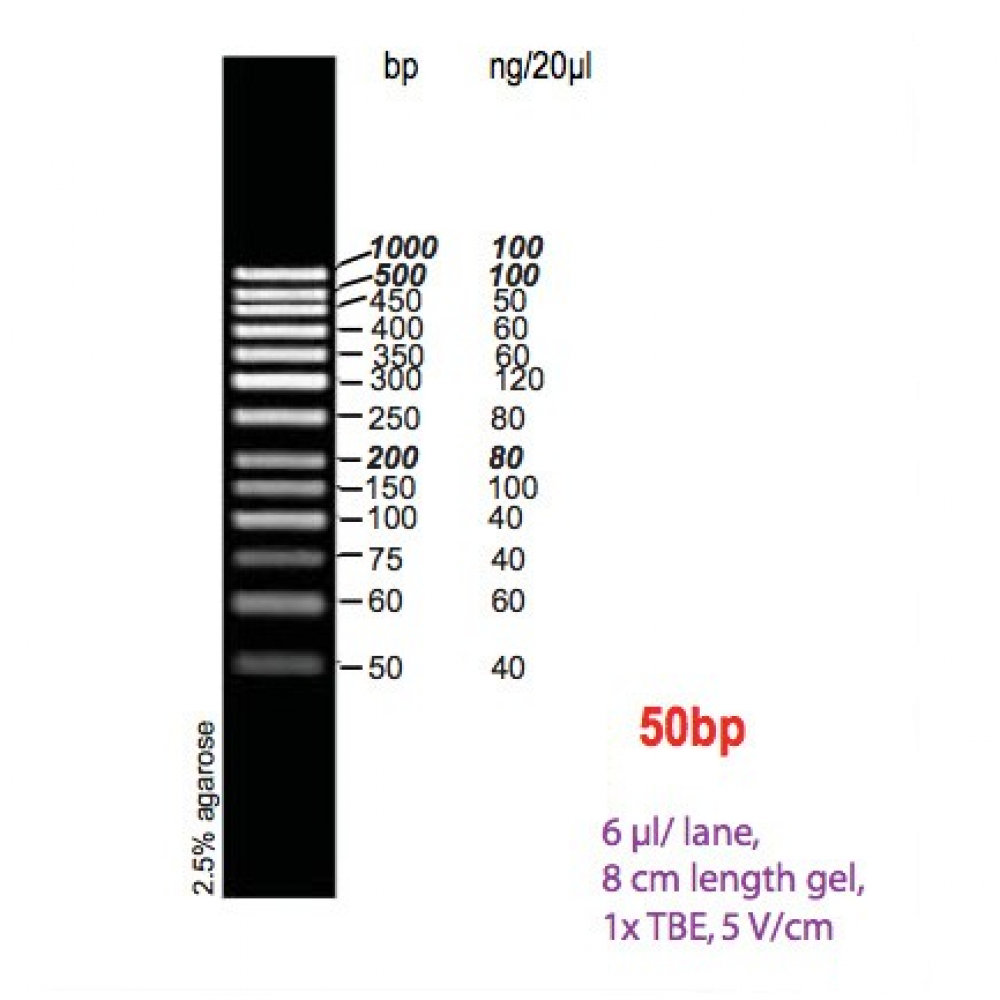Маркер длин ДНК GeneRuler 50 bp. Thermo Fisher Scientific